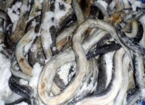 Abundance, marketing channel and export potentiality of freshwater Eel ...