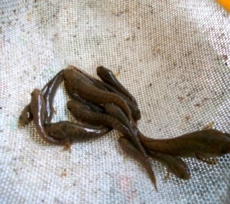 Breeding and parental care in green head spotted Murrel, Channa ...