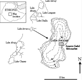 Prediction of yield and optimum fishing effort for the Tilapia ...