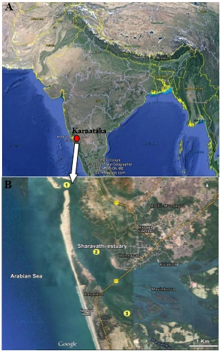 Ichthyofaunal diversity and status with reference to physicochemical ...